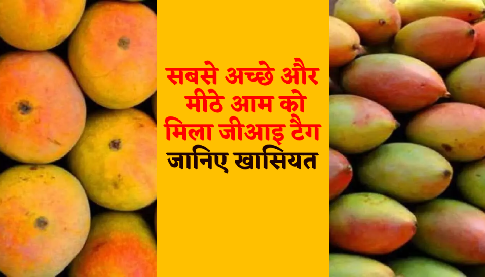 सबसे मीठे आम को मिल गया जीआइ टैग, अब दुनिया जानेगी इसकी खासियत
