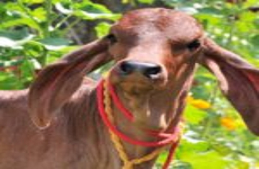 स्वागत है ‘गंगा’… देश में पैदा हुई गिर नस्ल की पहली क्लोन बछड़ी ...