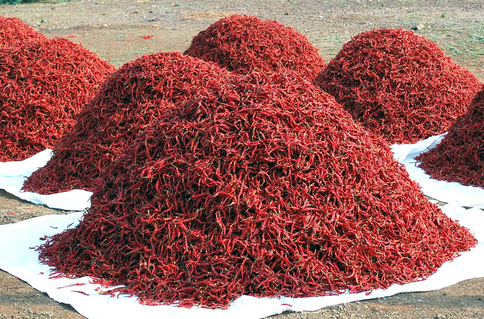 तीखे स्वाद के लिए दुनिया में मशहूर है ‘निमाड़ी मिर्च’, 50 टन हो रहा ...