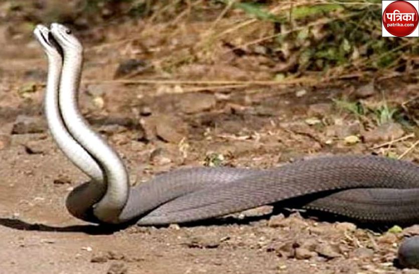 Nagin Snake Picture