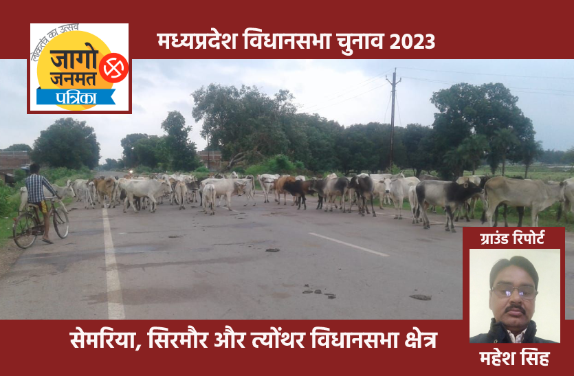 mp election 2023: मवेशियों ने छीन ली किसानों की रोटी, तराई में पानी का ...