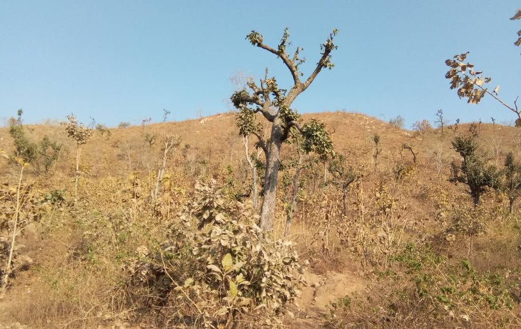 कांठल के जंगलों में गत वर्षों से कटाई से कम हो रही है हरियाली ...