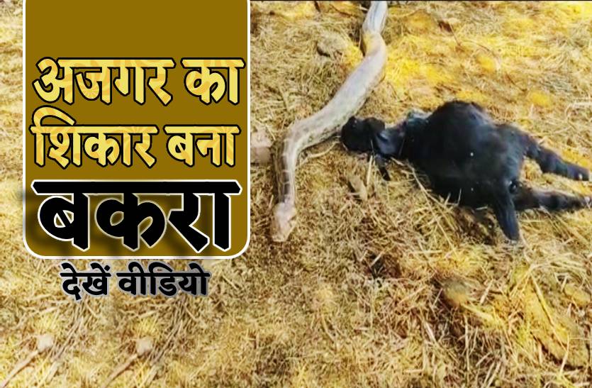 Video : 20 फीट के अजगर ने किया बकरे का शिकार, बार-बार पलटकर करता रहा ...