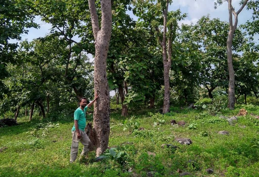 सीतामाता अभयारण्य में सालर के पेड़. संरक्षण व संवर्धन की दरकार ...