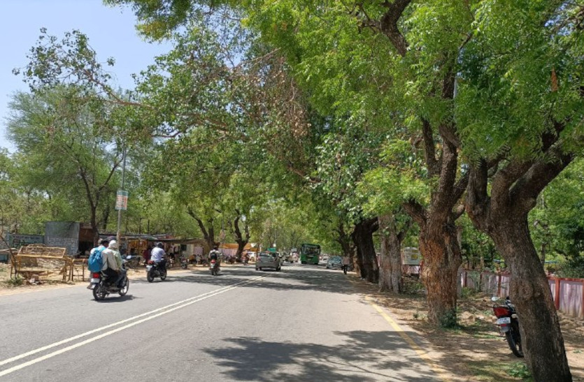 आखिर चर्चा में क्यों आए 100 साल पुराने ये नीम के पेड़ | Why did these ...