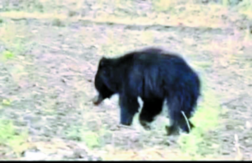 पानी की तलाश में जंगल से भटककर रिहायशी इलाकों में घुसा भालू, ग्रामीण ...