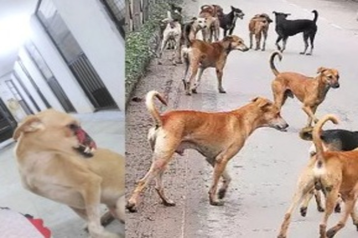 Dog Care Center: अब हिंसक व्यवहार करने वाले श्वानों को डॉग केयर सेंटर ...
