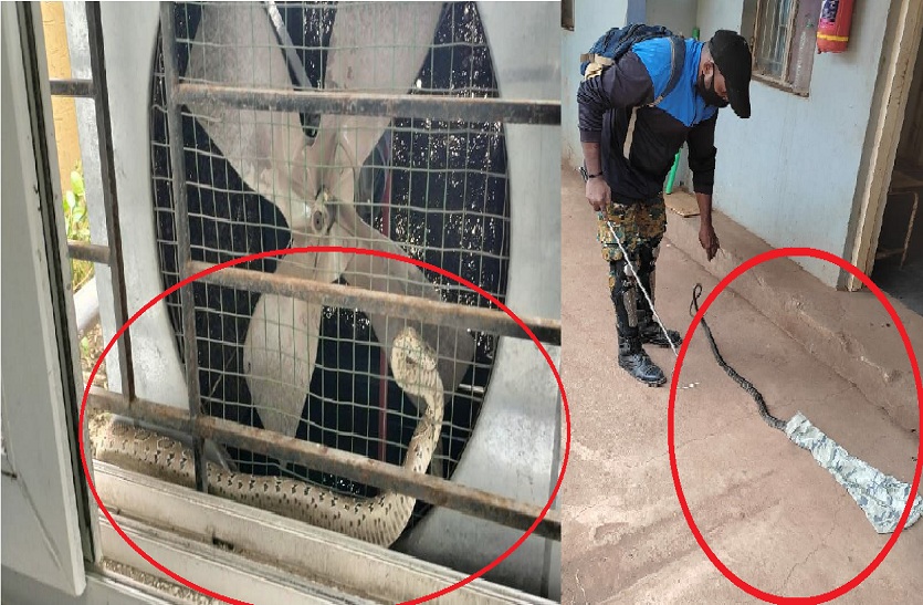 मंत्री बंगला से लेकर IAS, IPS अफसरों के घर में निकल रहे सांप, डिप्टी ...