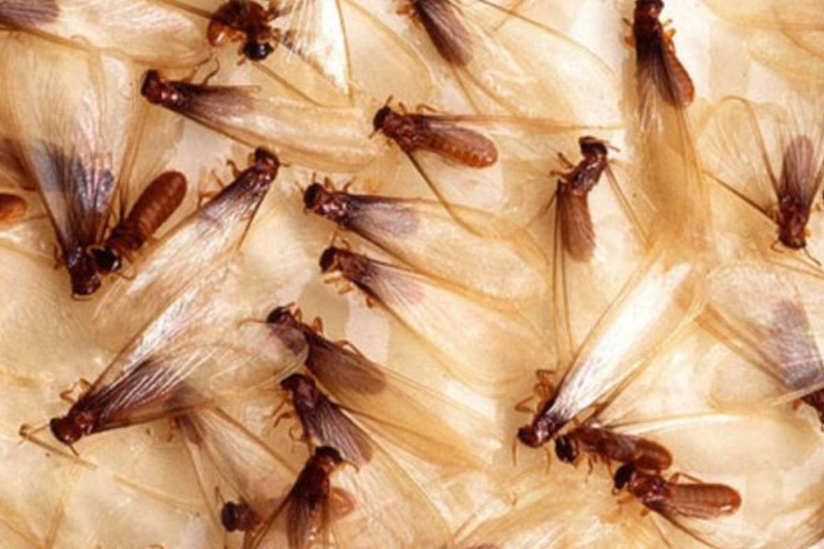 Light ka Kida: बारिस के मौसम में रात के समय निकलता है यह कीड़ा, काट ले ...