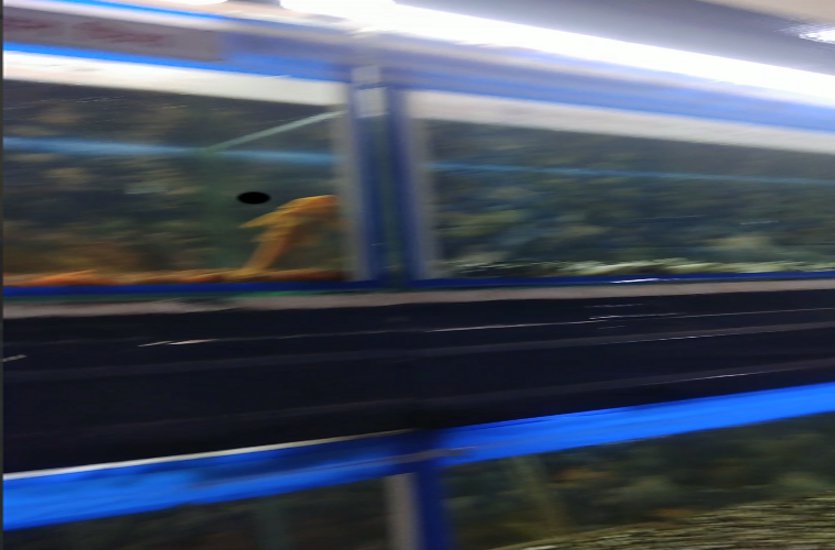 कानन पेंडारी एक्वेरियम को देखकर बच्चे खुश हुए | Children were happy to ...