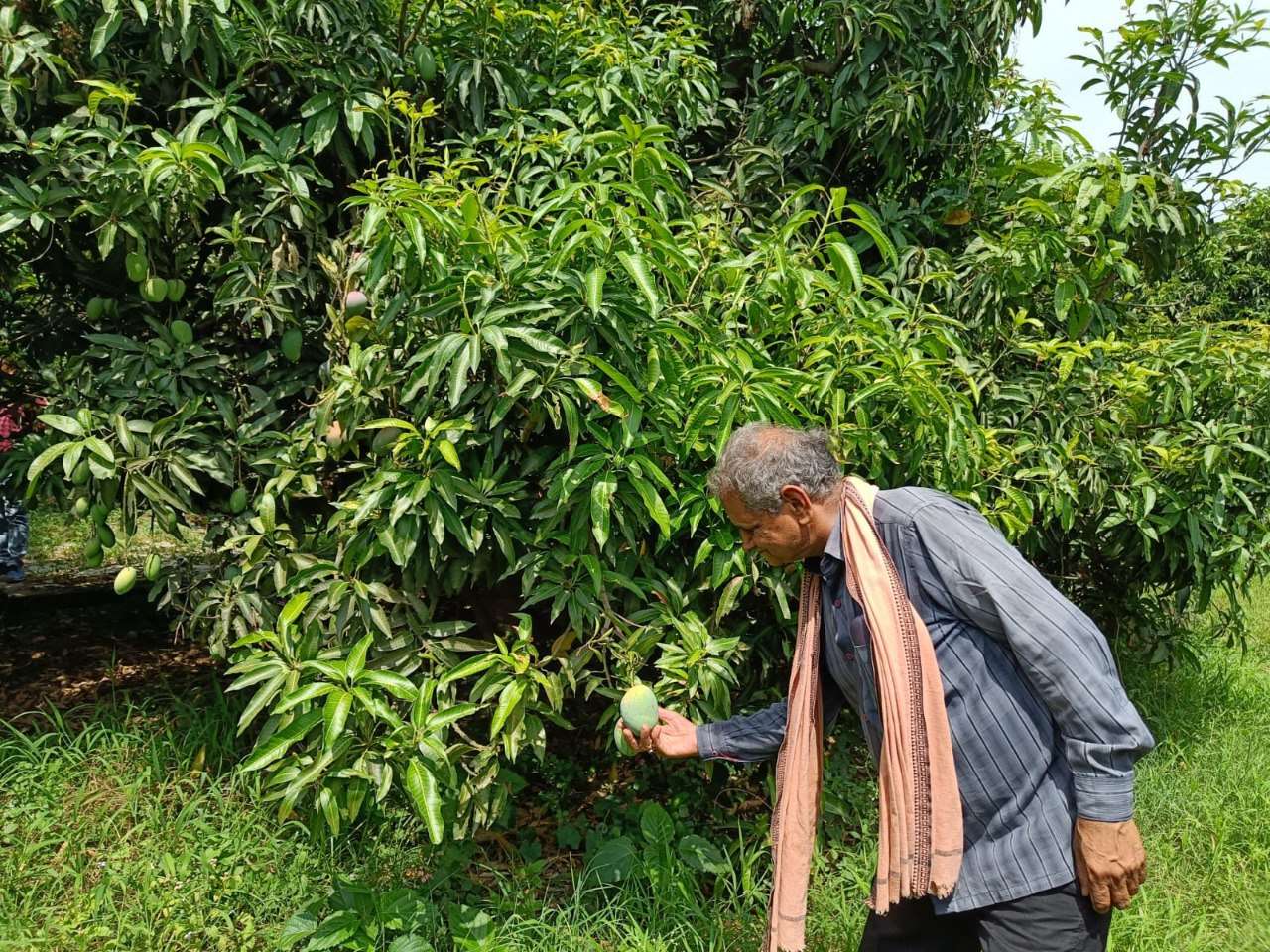 अजब-गजब: सहारनपुर के इस पेड़ पर लगते हैं 121 तरह के आम, वैज्ञानिक भी ...