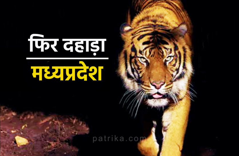 Tiger State: मध्यप्रदेश फिर बना टाइगर स्टेट, पूरी दुनिया में सबसे ...