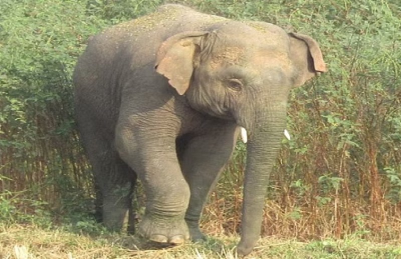 Elephant Terror : गांव में घुस कर जंगली हाथियों ने जमकर मचाया उत्पात ...