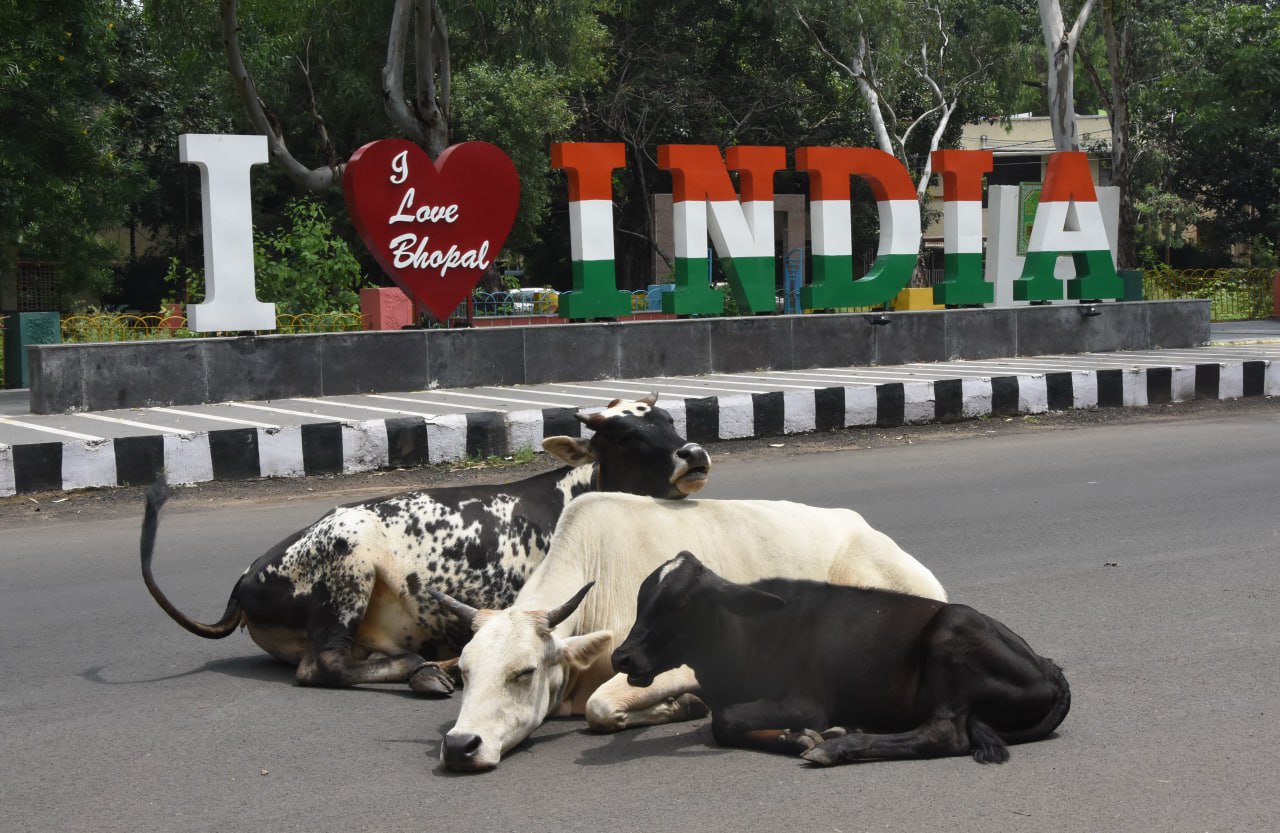 सड़कों पर घूम रहे आवारा पशुओं के नियंत्रण के लिए हाईकोर्ट ने एक्शन ...