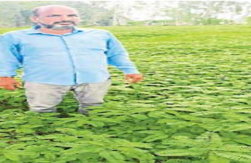 घांस की खेती कर किसान ने कमाए हजारों रूपए, होता है ढेर सारा नाइट्रोजन ...