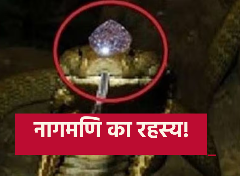 पन्ना के जंगल में मिलती है नागमणि! तीन युवक पहुंचे तो… | Killing for ...