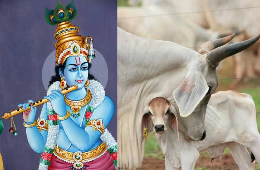 Bahula Chauth 2023: बहुला चौथ आज, यह है प्रामाणिक कथा | Bahula Chauth ...