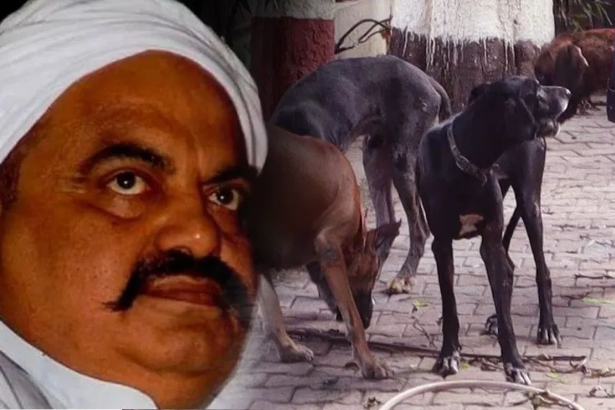 जानें अतीक अहमद के रोजाना 5 किलो चिकन खाने वाले अनाथ कुत्तों को किसने ...