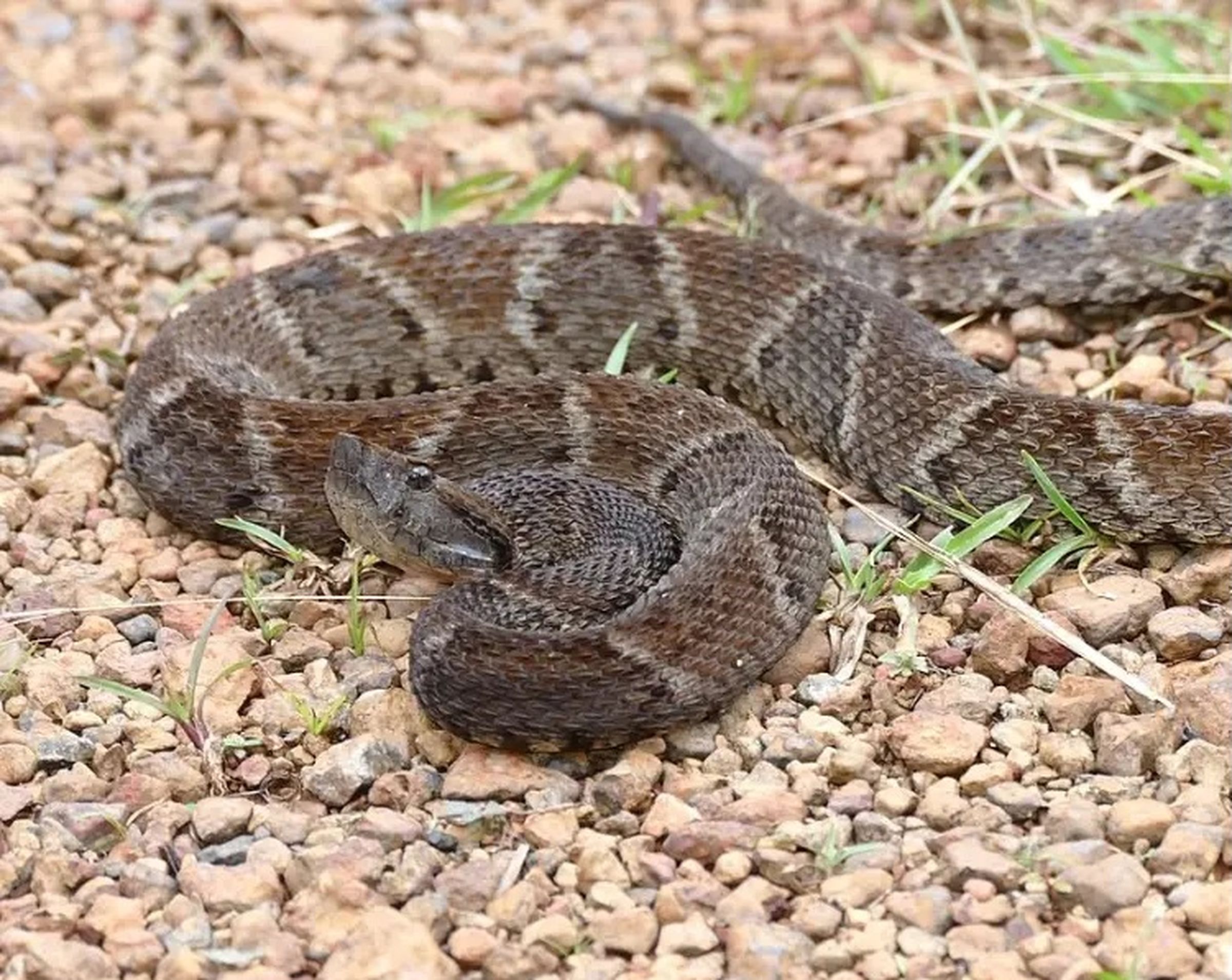 IIT: जानिए मरीजों को कैसे ठीक करेगा सांप का जहर | Know how snake venom ...