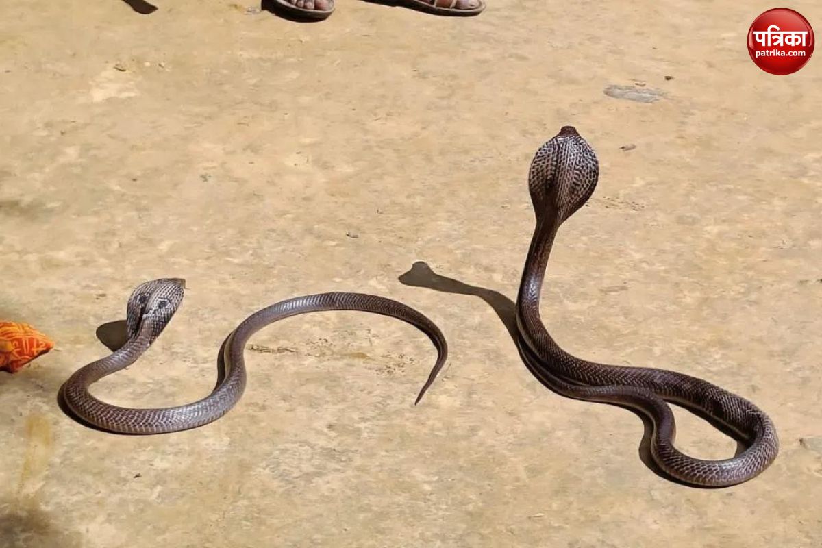 नाग नागिन का जोड़ा बना परिवार का जानी-दुश्मन, 2 बेटों को डसकर मारा, 3 ...
