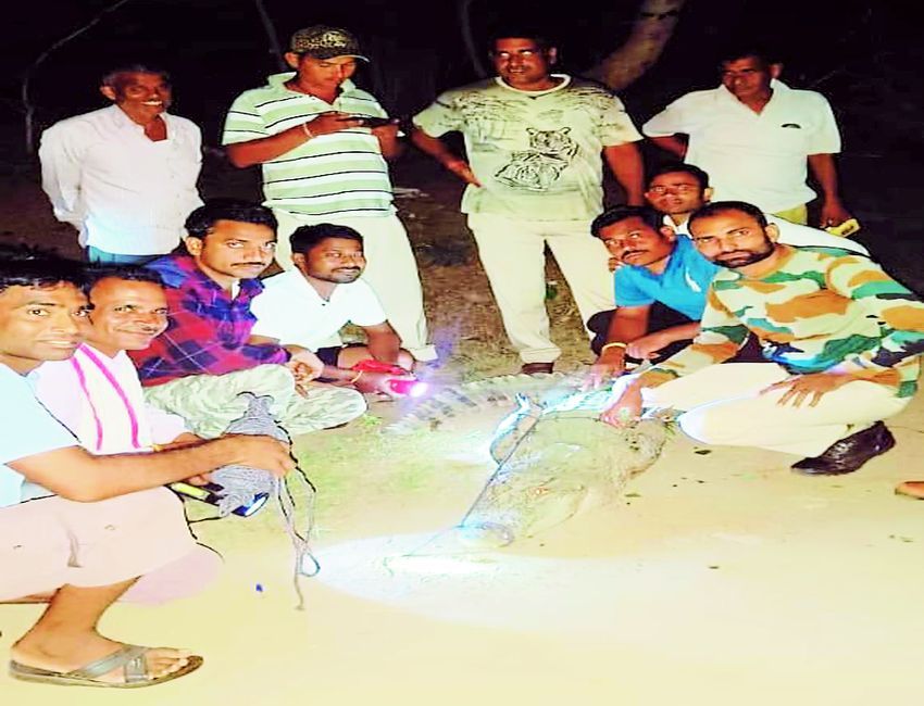 जलाशय से निकल गांव पहुंचा मगरमच्छ | Patrika News