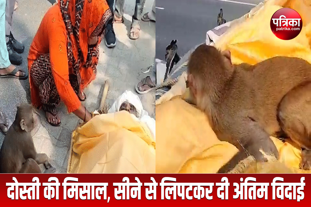 मौत के बाद भी इंसान से बंदर का अटूट रिश्ता, सीने से लिपट कर दी अंतिम ...