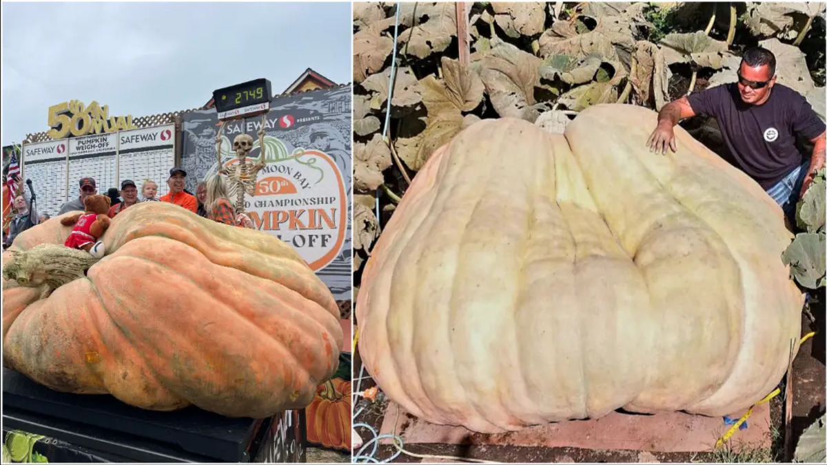 1247 किलोग्राम का कद्दू बना दुनिया का सबसे भारी कद्दू, बनाया गिनीज़ ...