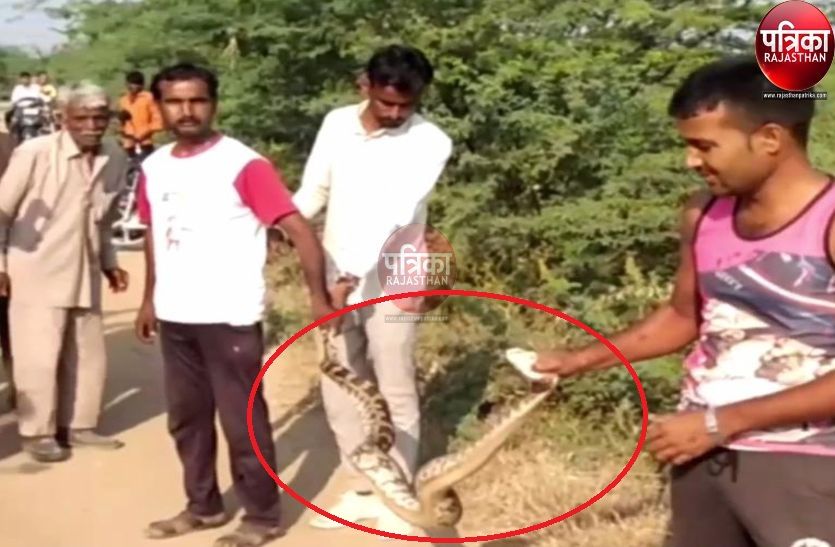 Watch Video : यहां अजगर के आने से मचा हड़कंप, रेस्क्यू कर पकड़ा | 10 ...