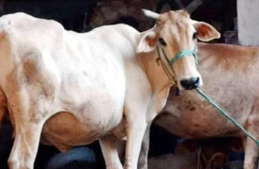 Pashu Mitra Bharti: 5 हजार पशु मित्र भर्ती को लेकर बड़ा खुलासा, कई जगह फर्जीवाड़ा, चयन सूची रद्द ...