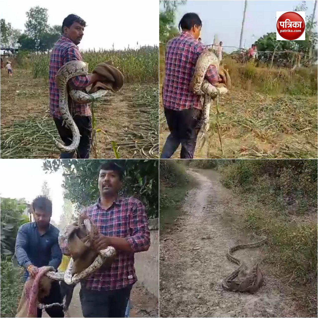 इटावा: 15 फीट लंबे अजगर को युवक ने अपने हाथ में ऐसे लपेटा जैसे रस्सी ...