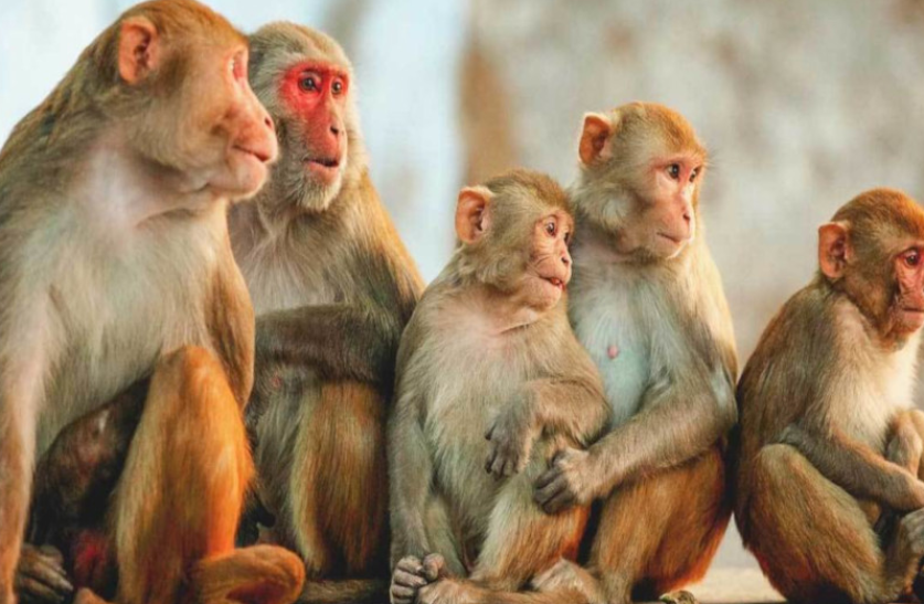 जान की बाजी लगाकर बांध में फंसे बंदरों को खाना पहुंचा रहे लोग | Patrika ...