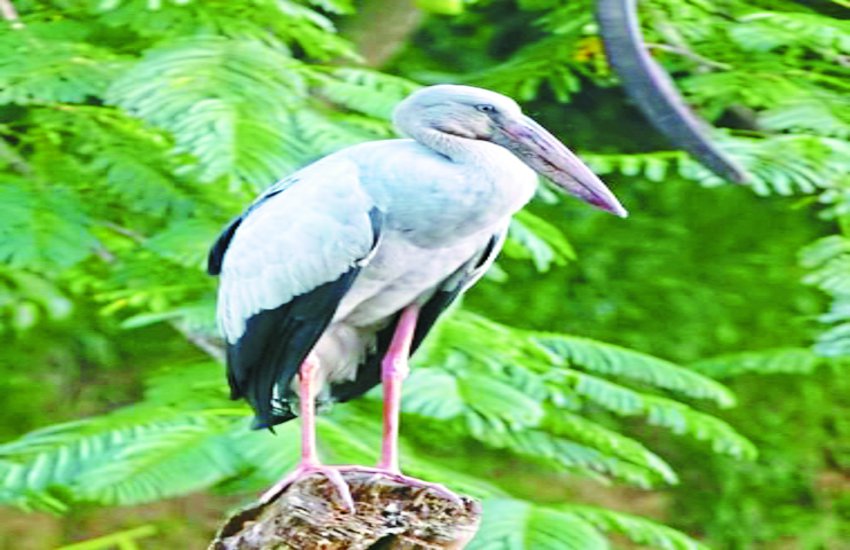 ठंड की दस्तक के साथ लचकेरा से प्रवासी पक्षी लौटने लगे स्वदेश | Birds ...
