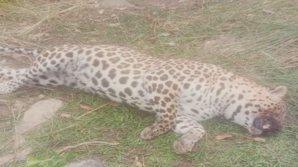 जंगल में मिला व्यस्क लेपर्ड का शव, वन्यजीवों की सुरक्षा को लेकर बढ़ी ...