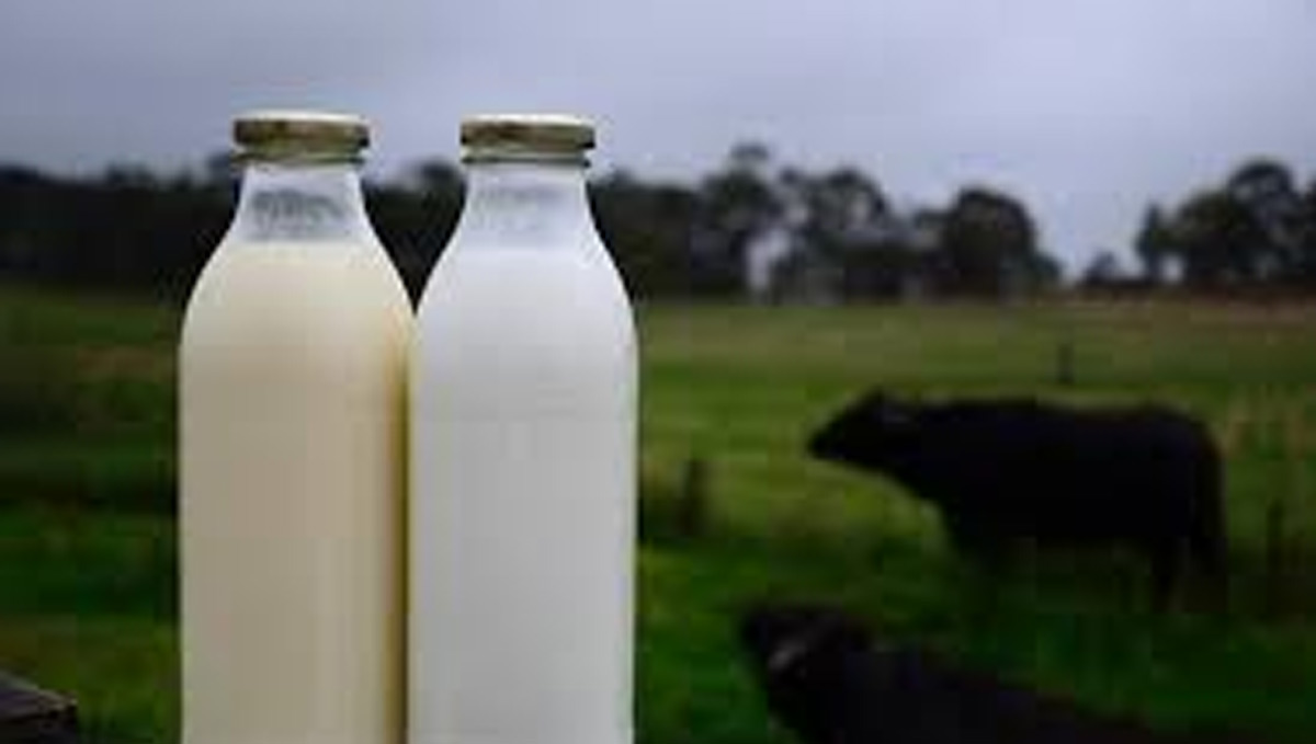Buffalo Milk Benefits: भैंस का दूध, वजन बढ़ाने से लेकर हड्डियों को ...