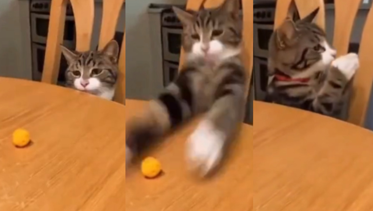 टेबल पर लड्डू रखते ही बिल्ली ने तुरंत उठाकर खाया, देखें वायरल वीडियो ...