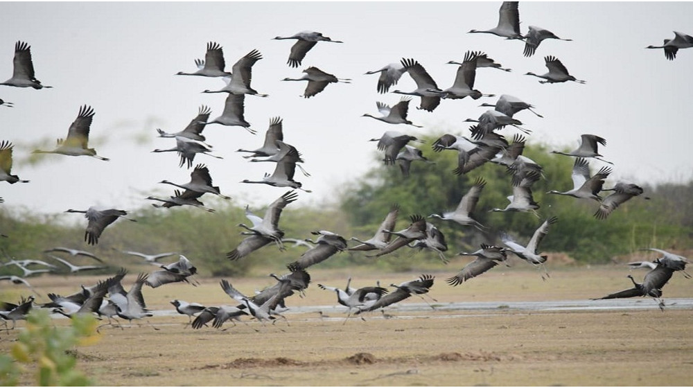 गजबः राजस्थान में इस जगह इन पक्षियों के नाम है 2 एकड़ जमीन, इस समय जारी ...