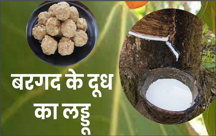बरगद के दूध का लड्डू शरीर को बनाता है फौलादी, ये है बनाने की विधि ...