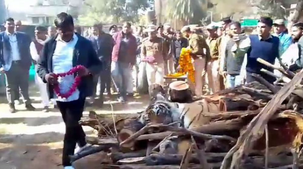 बाघिन एसटी-2 को वन मंत्री संजय शर्मा ने अपने जूते उतार कर श्रद्धांजलि ...