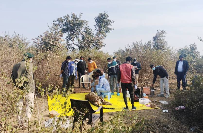 शिकार की तलाश में आए तेंदुए की मौत, दो दिन बाद पहुंचे अधिकारी | Patrika ...