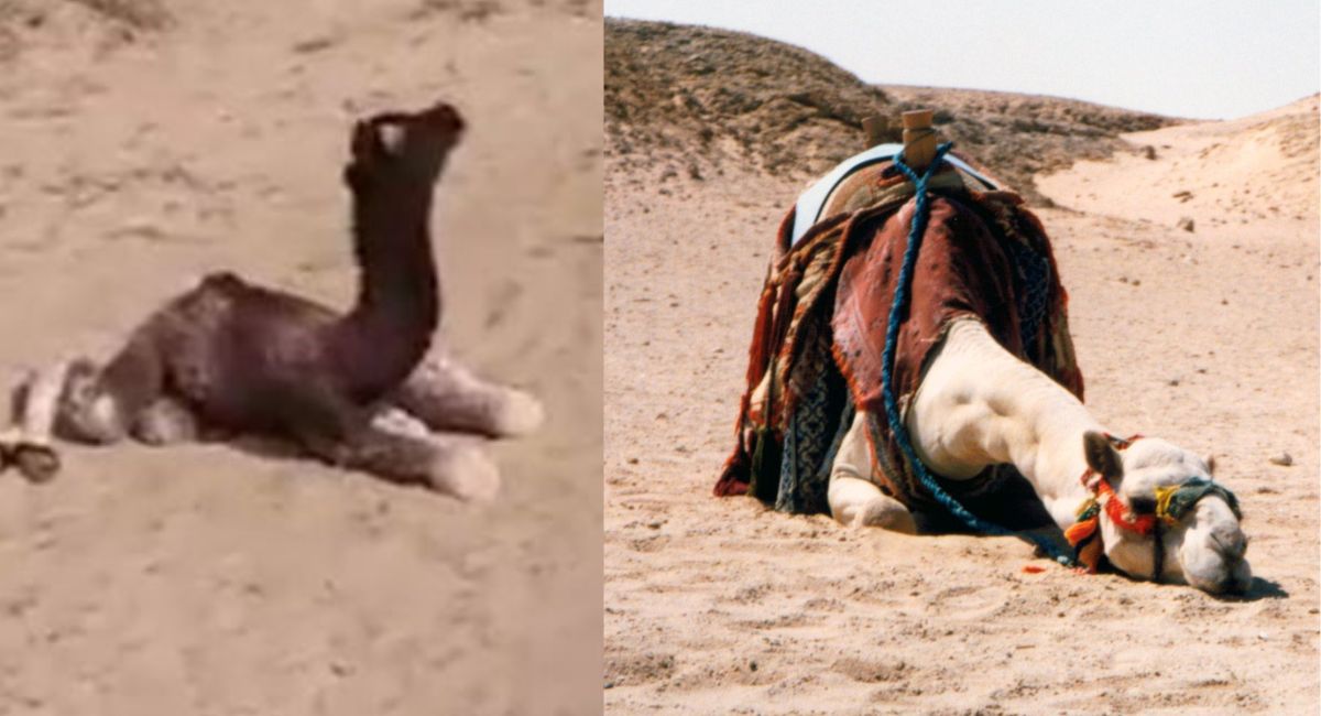 मां तुम कहां चली गई….बच्चे को जन्म देने के बाद ऊंटनी की मौत हो गई ...