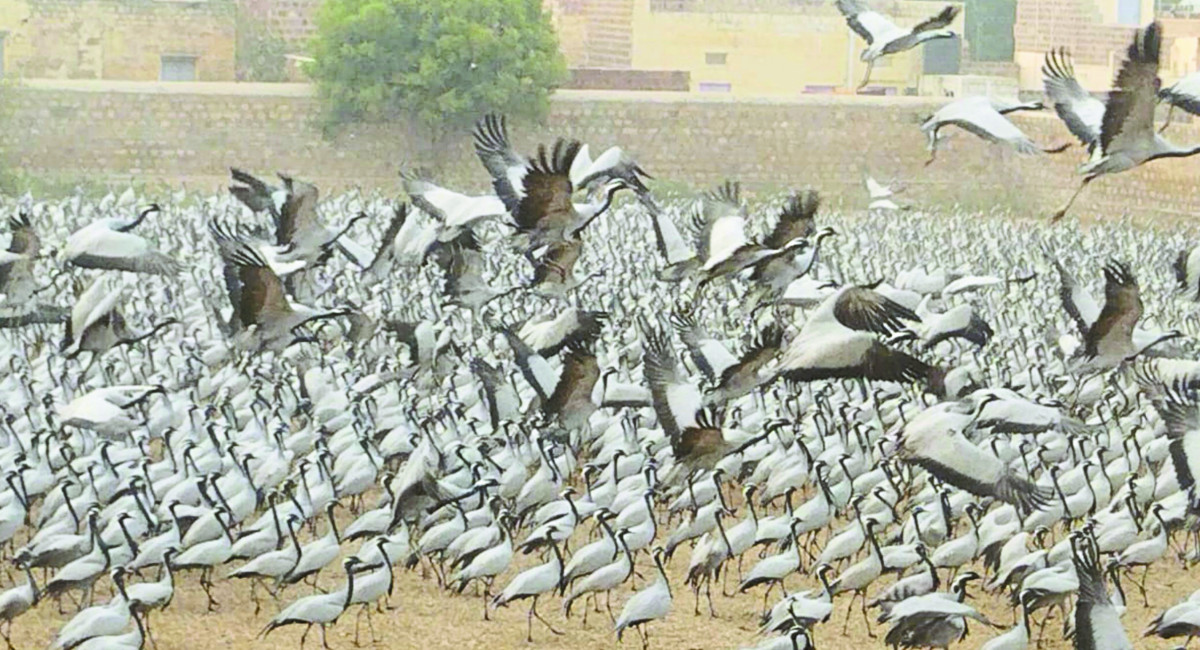 गजबः सात समंदर पार से राजस्थान आए इस पक्षी को 1 महीने पहले ही हो गया था ...