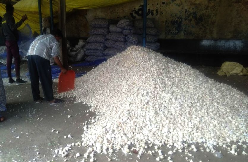 Garlic – फोरलेन घटला ब्रिज पर लोडिंग वाहन से कट्टे लहसुन चोरी घटना ...