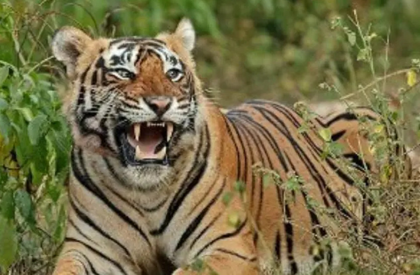 2 माह से बाहर घूम रहा टाइगर पहुंचा ‘घर’ में, अब खतरे की बात नहीं ...