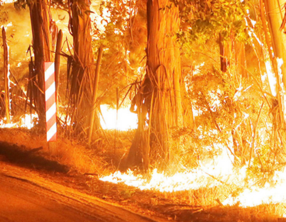 चिली के जंगलों में लगी भीषण आग से अब तक 131 लोगों की मौत, 300 से ...