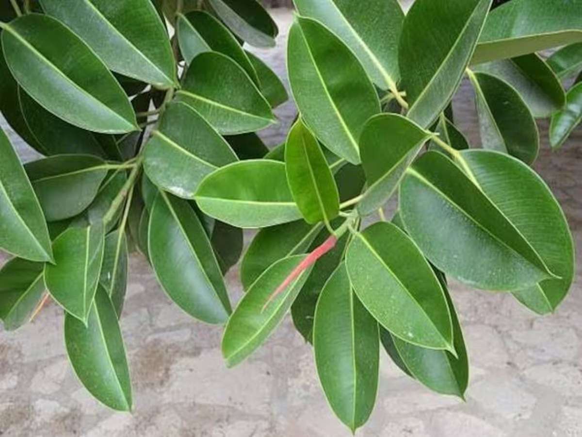 Bad Cholesterol Reducing leaves: गंदे कोलेस्ट्रॉल को नसों से खींचकर ...