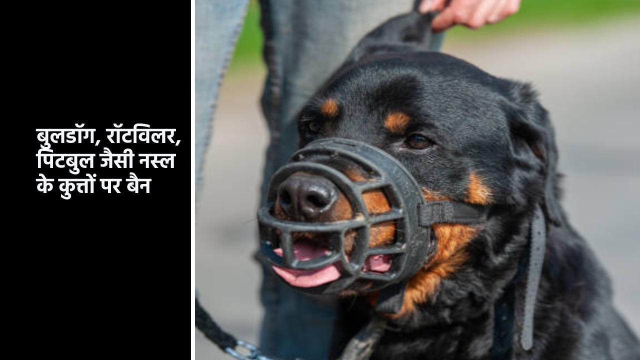 बड़ा फैसलाः खतरनाक कुत्तों ने कई जिंदगियां छीनीं, अब बुलडॉग, रॉटविलर ...