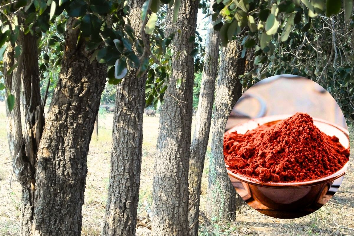 लाल चंदन चुटकियों में दूर करेगा कई बीमारियां, फायदे जानकर रह जाएंगे हैरान