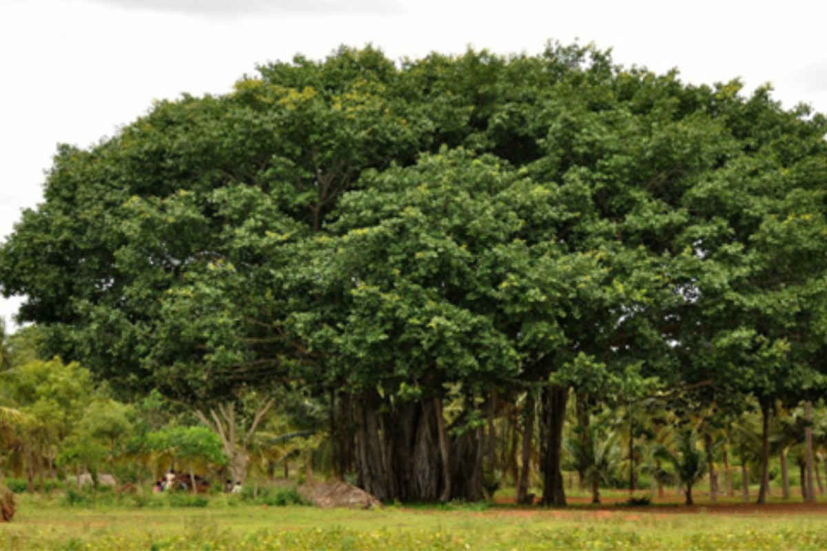 अब आम, नीम, पीपल, बरगद के पेड़ कटान प्रतिबंध, जानिए किसने लगाई रोक ...
