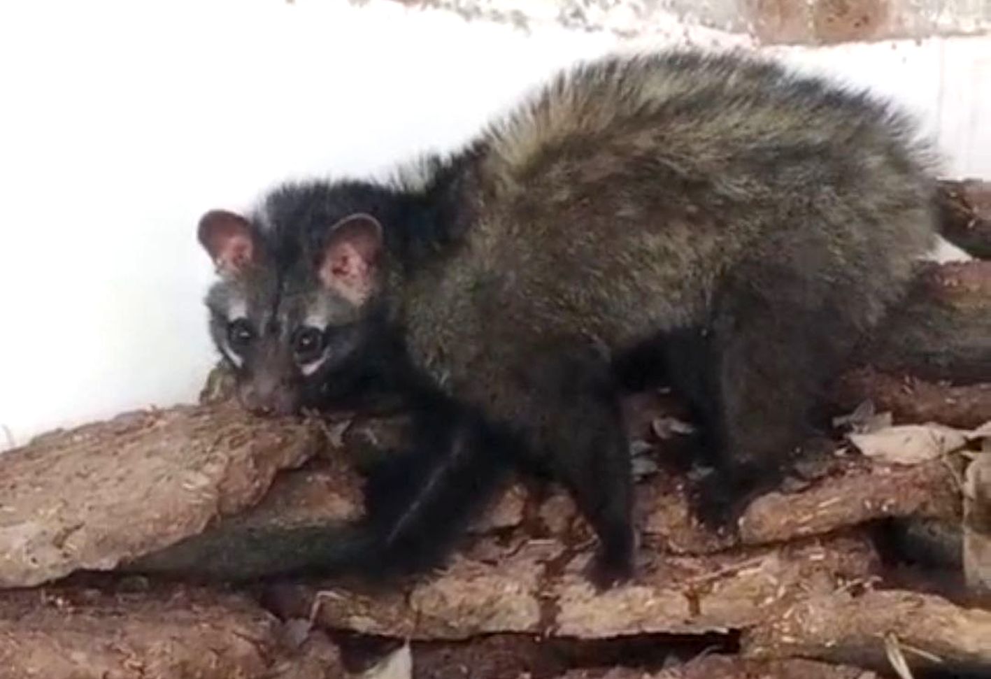 कालदां के जंगलों से निकल आबादी में आया कस्तूरी बिलाव