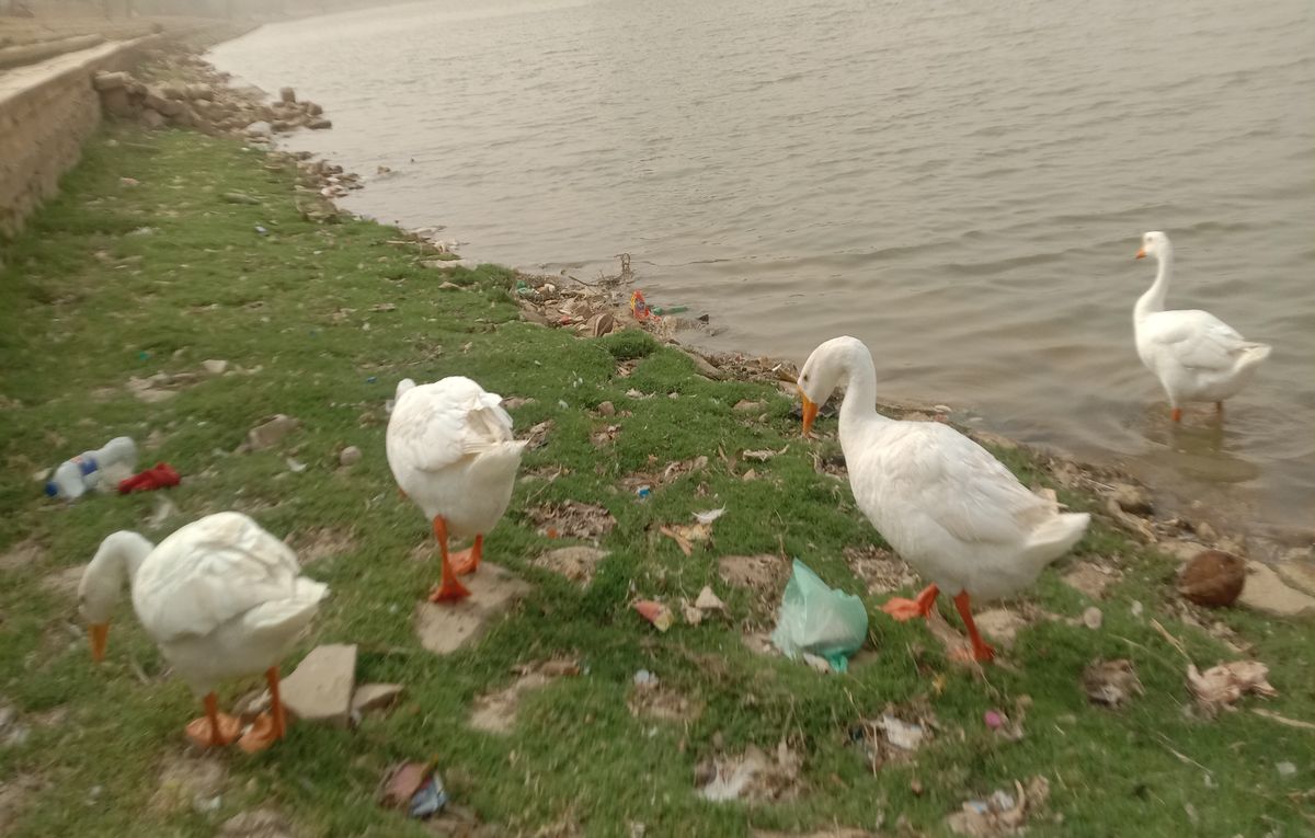 बढ़े हुए तापमान में घट रहा ऐतिहासिक धरोहर का जल स्तर, खतरे में जलचर ...